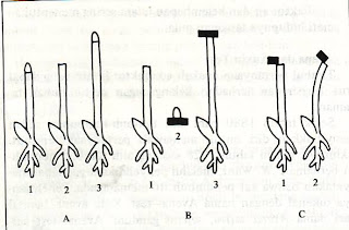 CARA KREATIF: HORMON TANAMAN ATAU FITOHORMON