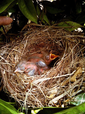 Noches de lluvia: DISFRUTANDO LA PRIMAVERA
