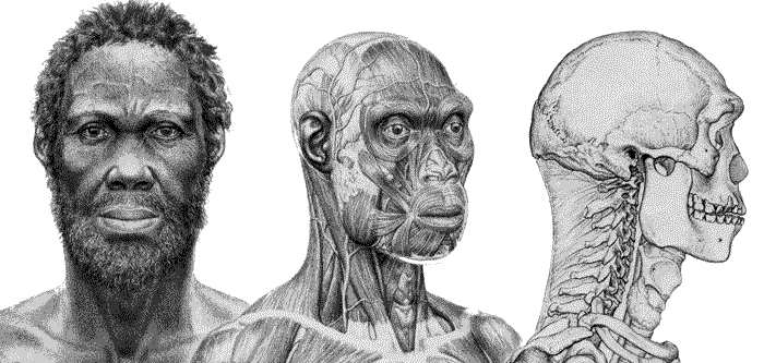 1_4.PREHISTORIA: EL HOMBRE DE HERTO: HOMO SAPIENS IDALTU