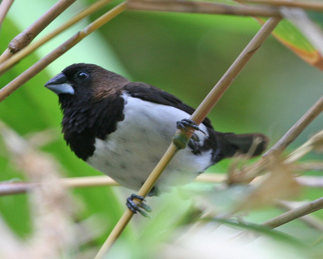 Bedhiler: Emprit.... Bondol Jawa