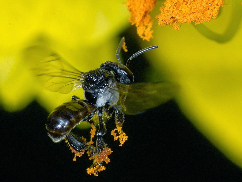 ඇකේෂියා මල් නිසා මී මැස්සන් වඳ වෙන්නේ නෑ ~ ප්‍රභාස්වර