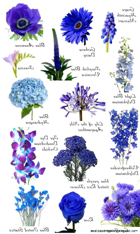 Blue Flowers Images And Names | Wallpapers Gallery