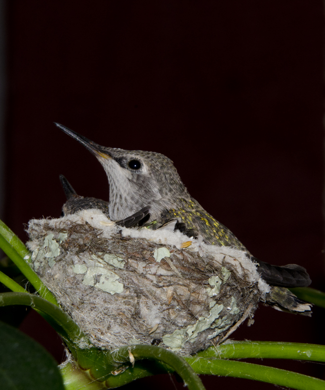 The Wayward Hawaiian: Anna's Hummingbird Chicks