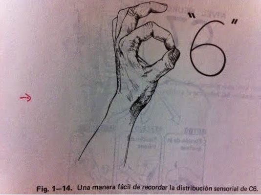 NEUROLOGÍA : REFLEJOS