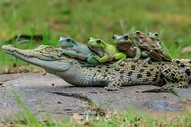 Fearless family of frogs hitch a ride on crocodile's back