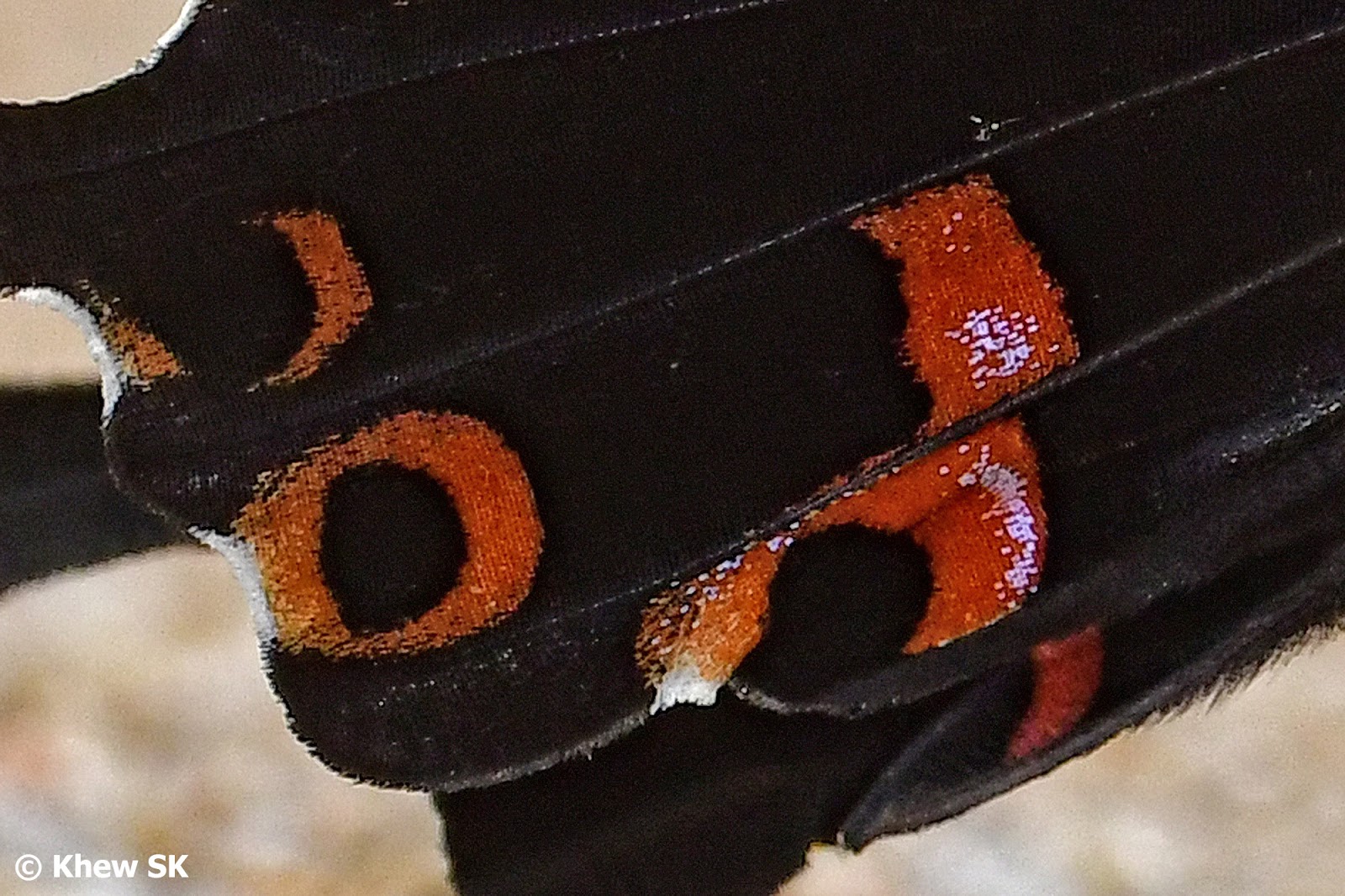 Butterflies of Singapore: Butterfly Eyespots