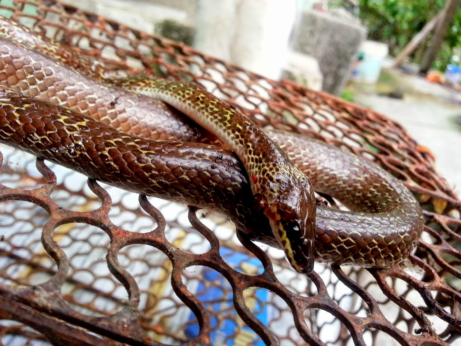 KUCING TERBIAR DOT COM: Ular cantik, ular sawa, ular tedung hitam, lipan