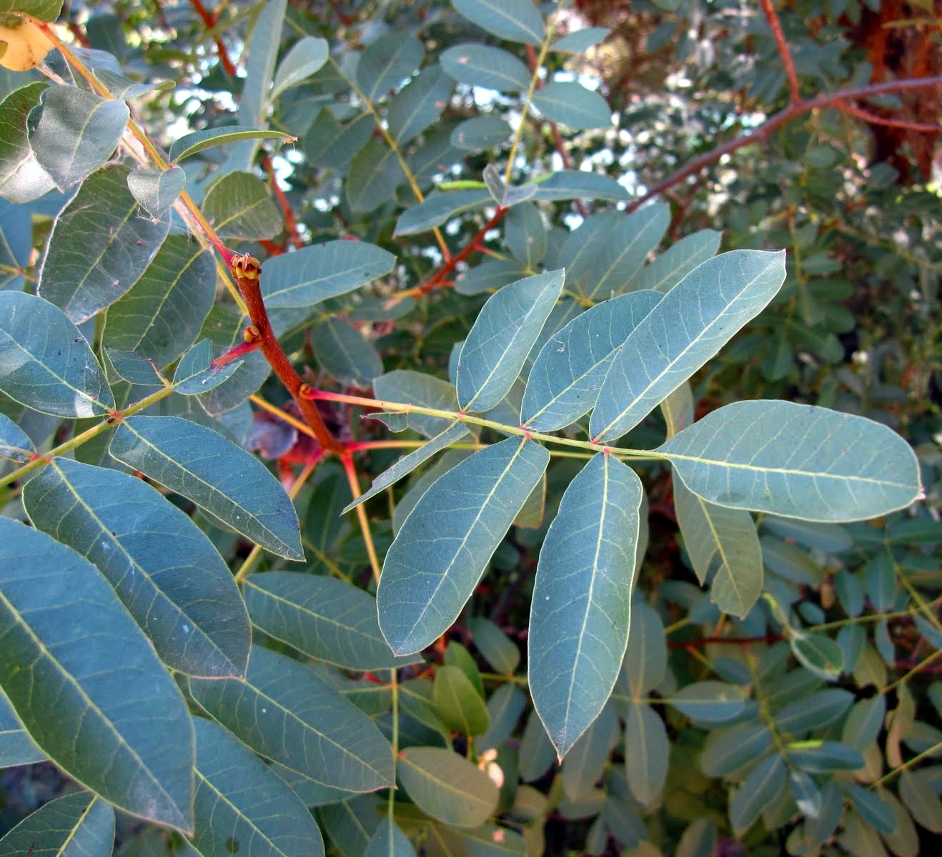 Taxonomía Plantae Magnoliopsida: Phylum Tracheophyta Clase ...