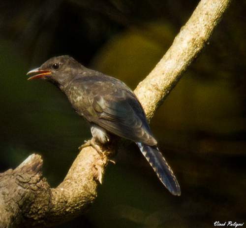 Grey-bellied cuckoo images | Birds of India | Bird World