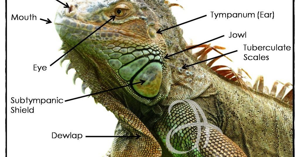 a.r.e.p a.h.m.a.d ~: ~ Iguana Anatomy