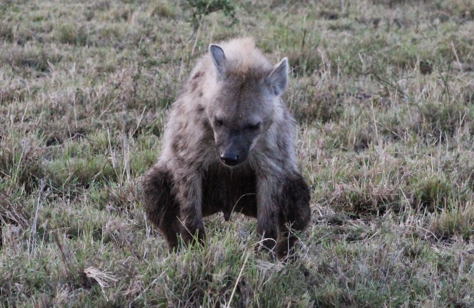 Notes From Kenya: MSU Hyena Research: Finding Feces