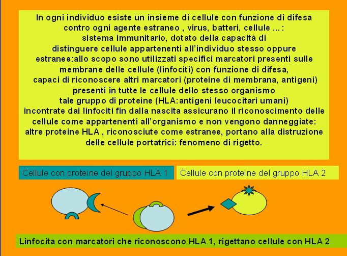 osservando: staminali da midollo o cordone ombelicale