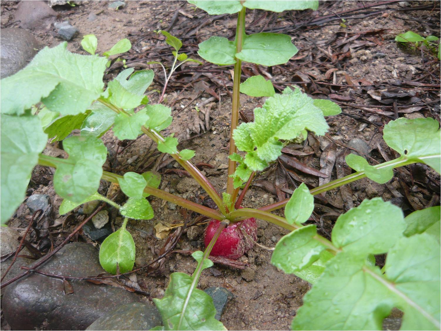 ALTERNATIVA ECOLÓGICA: CULTIVO DE RABANITO