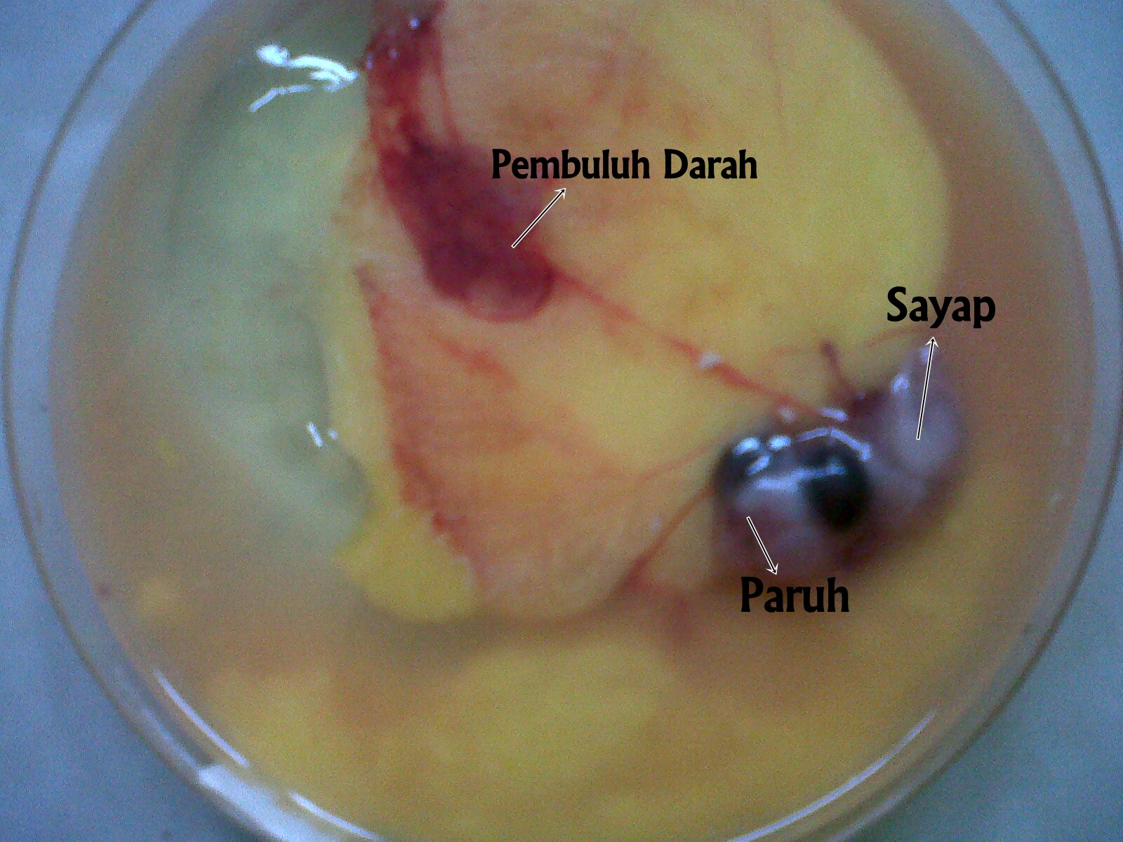 LAPORAN EMBRIOLOGI MEDICAL VETERINER - USK: Pengamatan Terhadap ...