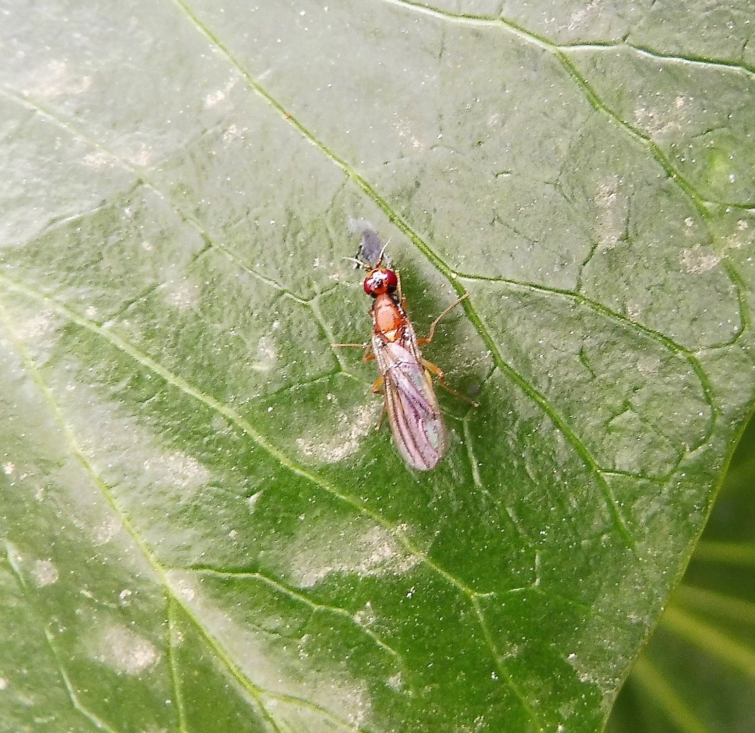 Insectos y flores de Coín: MOSCAS DE COIN