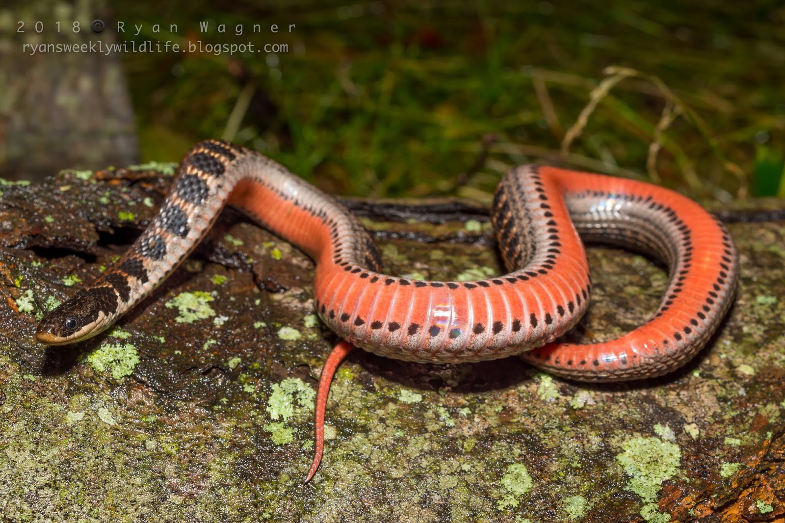 Field Life: Another Snake with a Red Belly: Kirtland's Snake