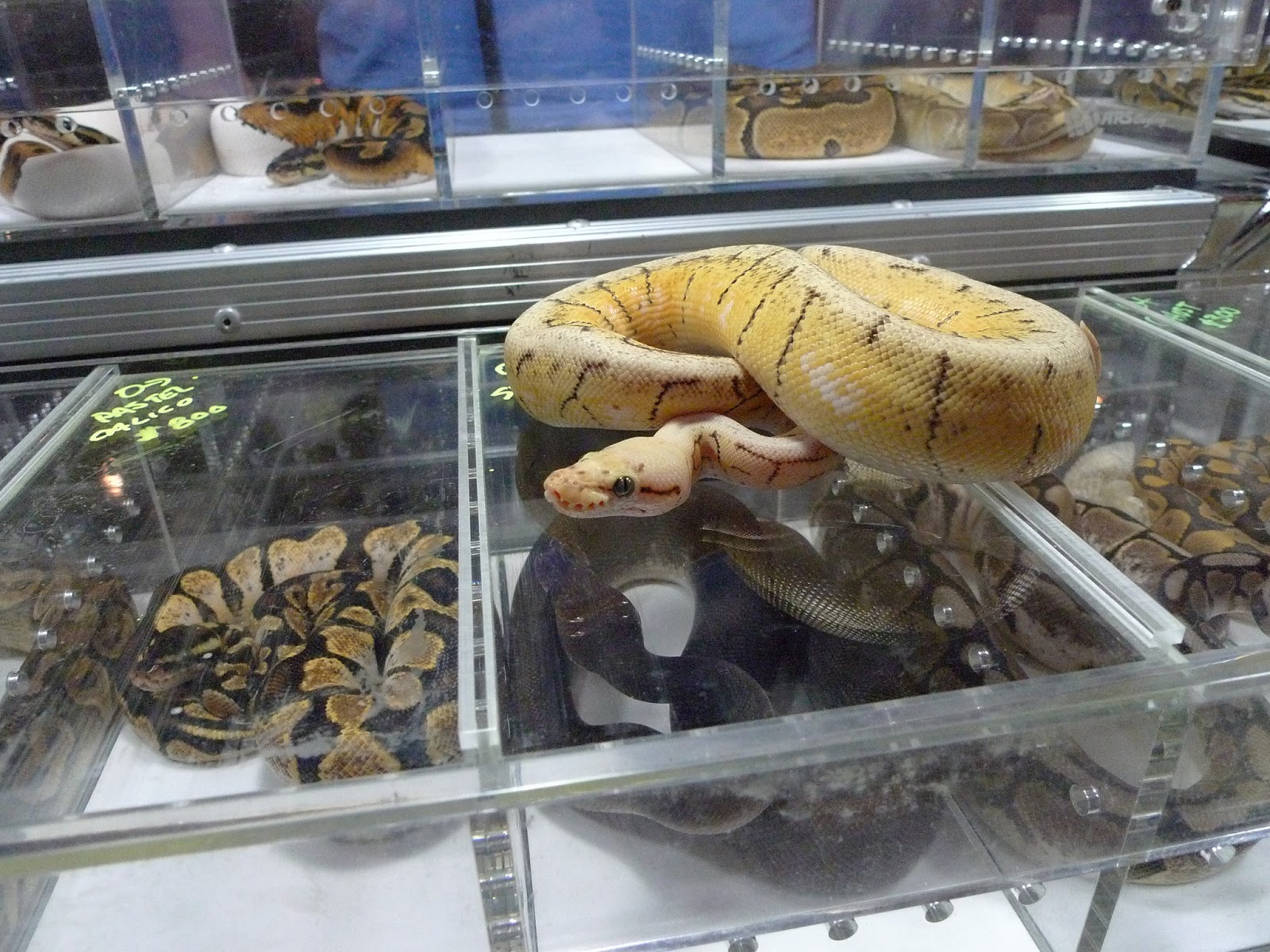Paraherpetology: Repticon Dallas, Part 6: R.A.R.R., N.E.W.T.S., and the ...