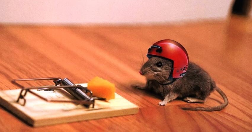 Ίχνος: Πως κατάφεραν τα αιώνια τρωκτικά, να τετραγωνίσουν τον κύκλο.