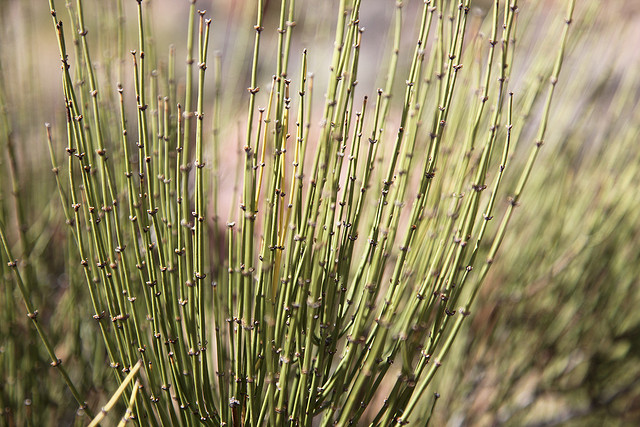 A Mellow Life is A Good Life...#1: FF: Mormon Tea