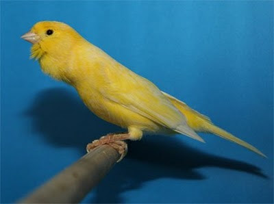 Cristão Ecológico: Canário de Canto Clássico Harzer Roller