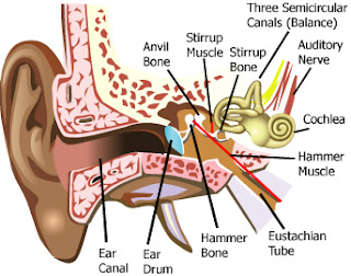 Science: HUMAN EAR