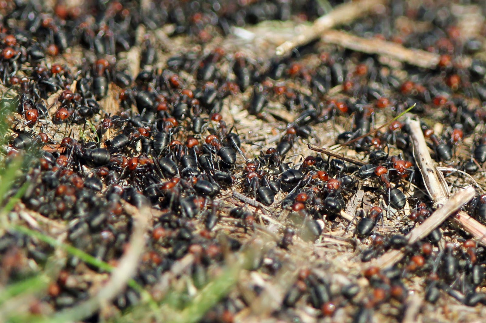 The Green Knee Club: March 2014