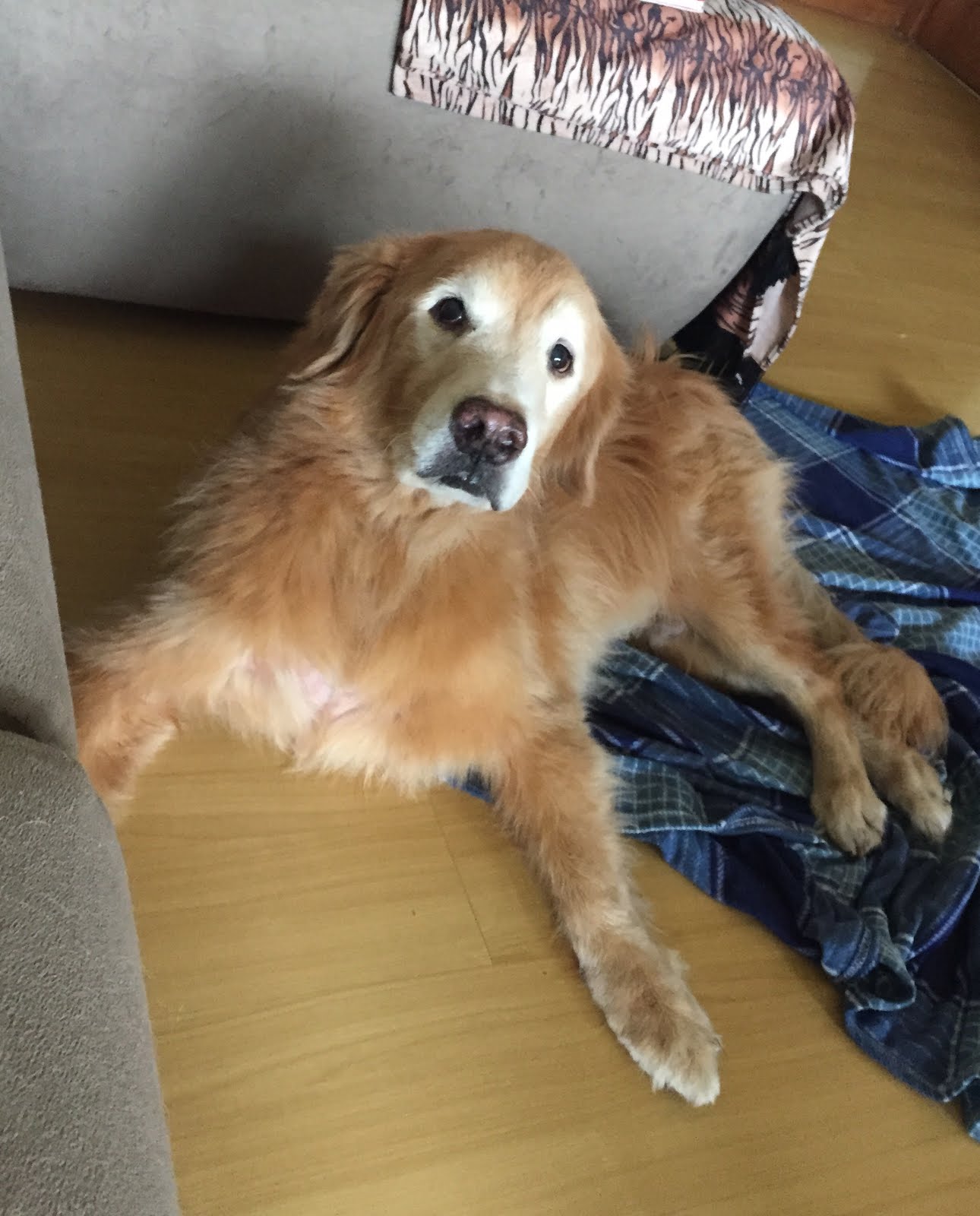 Adote, Não Compre!: ADOTADO em 18/maio/2016!!!! Murphy, golden ...