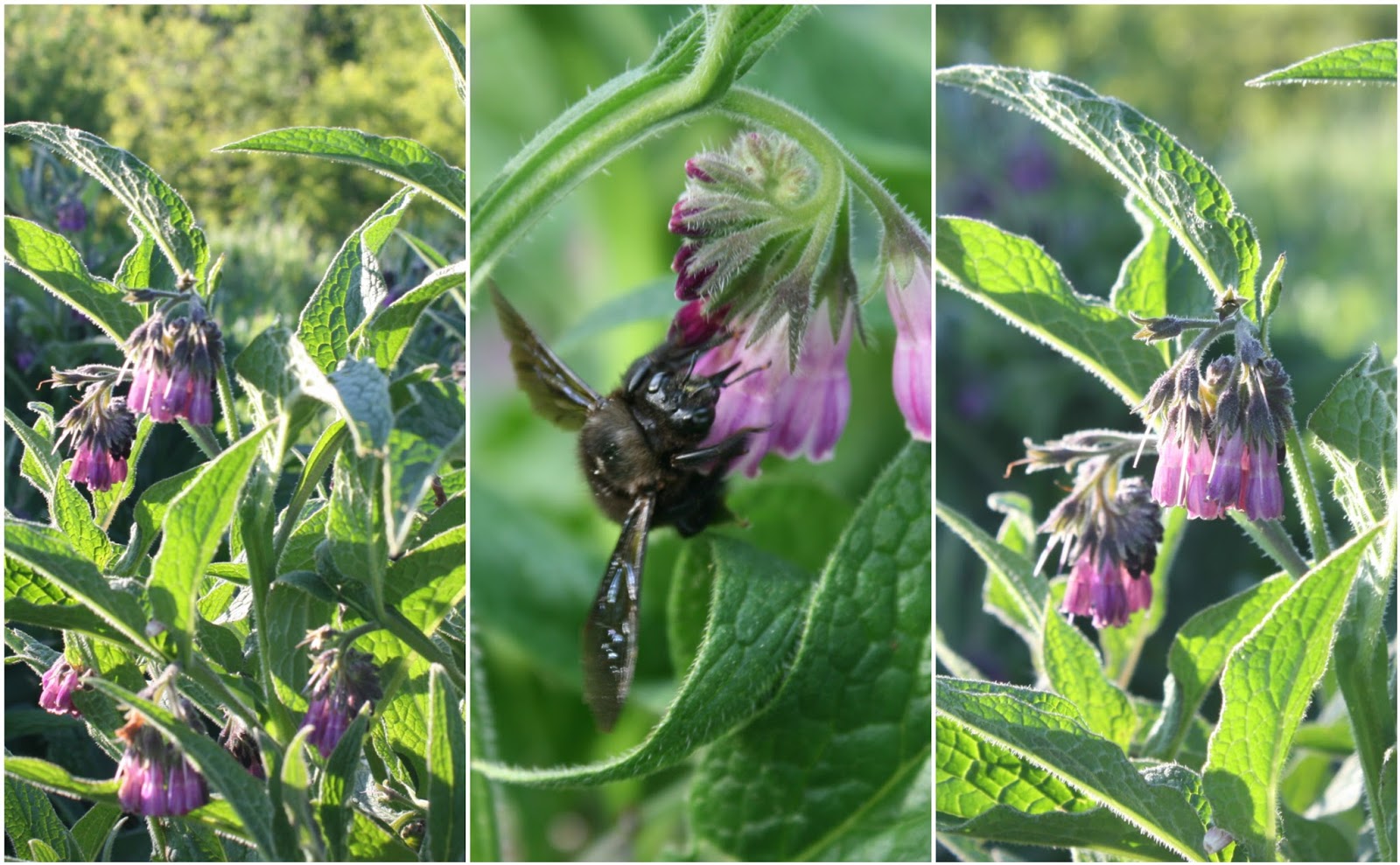 Balkan Ecology Project : Perennial Polycultures - The Biomass Belt ...