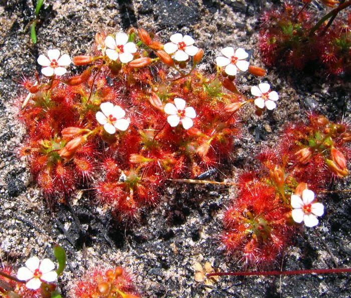 Esperance Wildflowers: Drosera nitidula - Shining Sundew