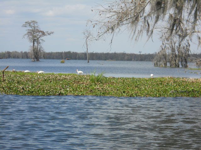 Louisiana Swamp Tours: Spring Is A Wonderful Time In Louisiana