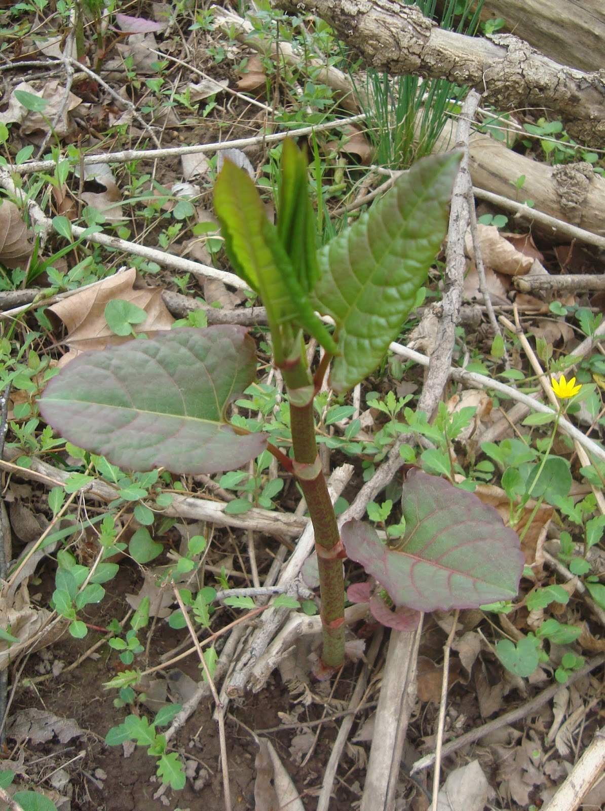 Princeton Nature Notes: Random Spring Weed Identification