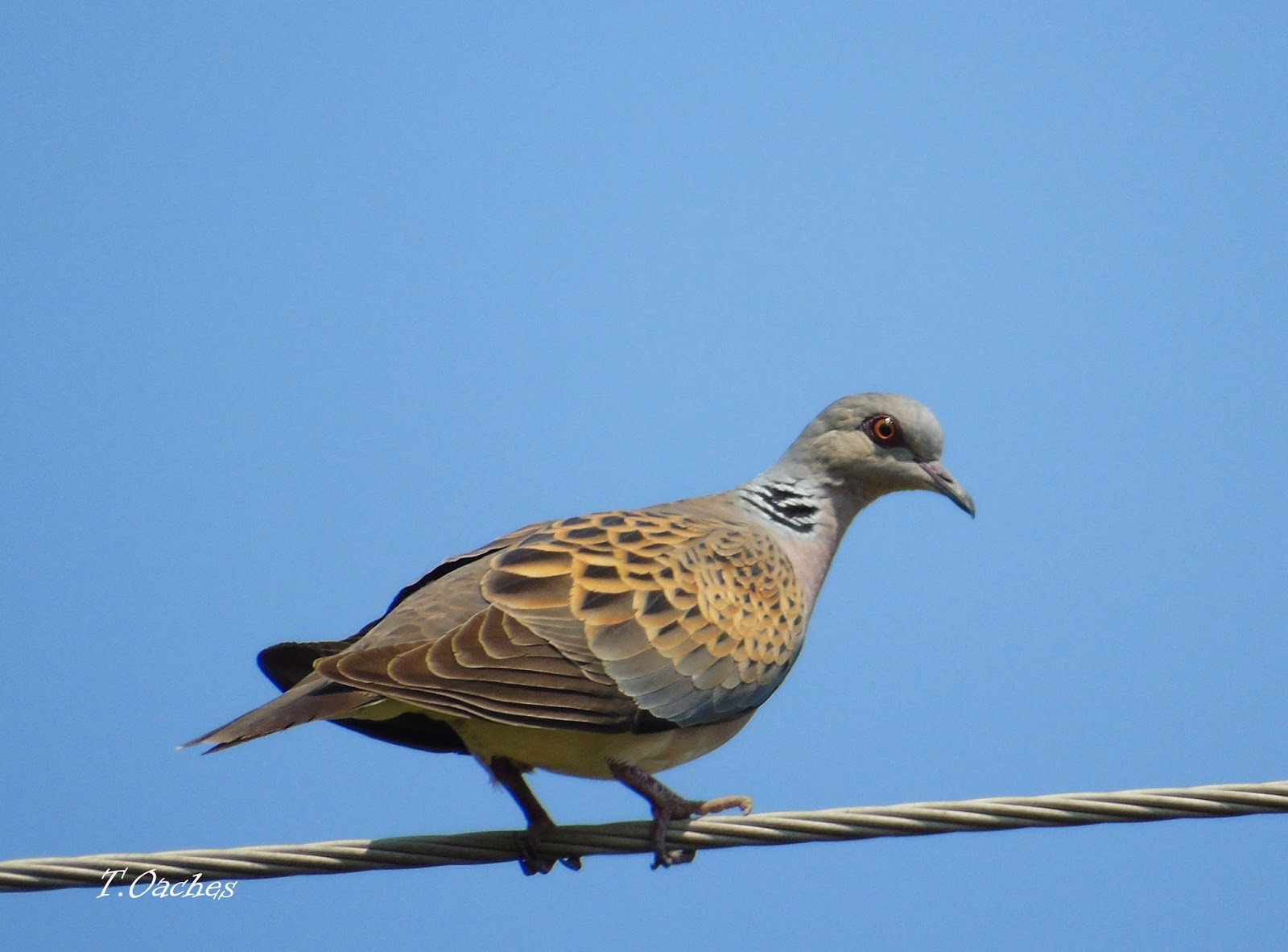 PASARI DIN ROMANIA: TURTURICA, Streptopelia turtur