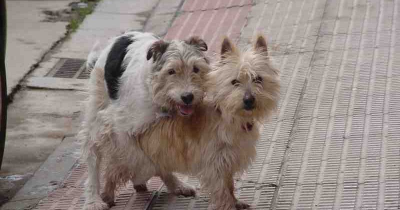 La Rioja de la A a la Z: PERROS Y GATOS APAREÁNDOSE - La Rioja