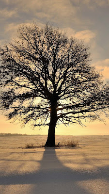 Fondo android pack 139