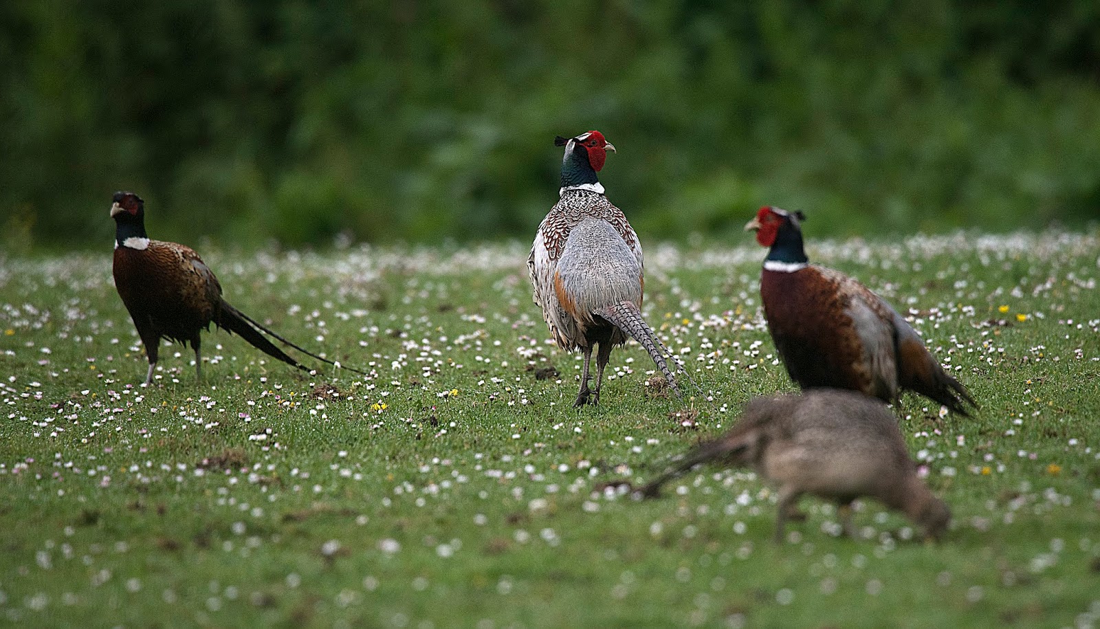 Alan James Photography : Mating Pheasant