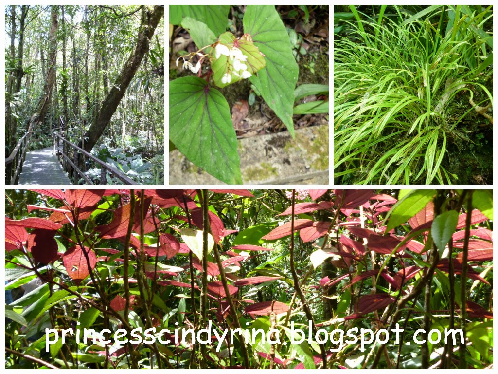 SABAH : KOTA KINABALU PARK