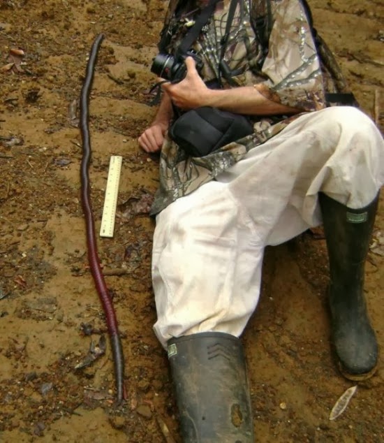 Cacing Tanah Terbesar dan Terpanjang di Dunia