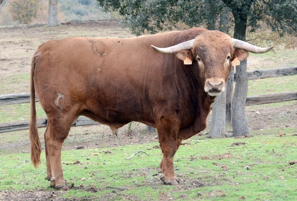 La Fiesta Más Culta: Toro playero