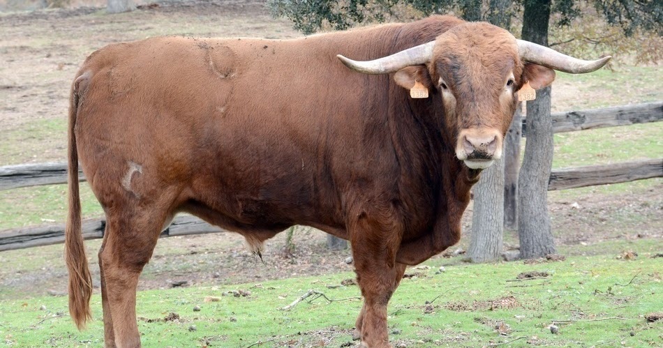 La Fiesta Más Culta: Toro playero