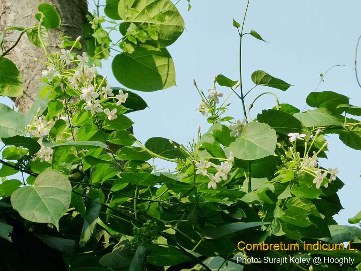 Quisqualis Indica Fruit