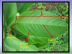 TANAMAN OBAT INDONESIA: Klasifikasi Daun Jambu biji