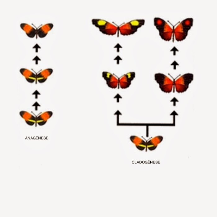 BIOLOGIA PARA A VIDA : CLASSIFICAÇÃO E EVOLUÇÃO 2