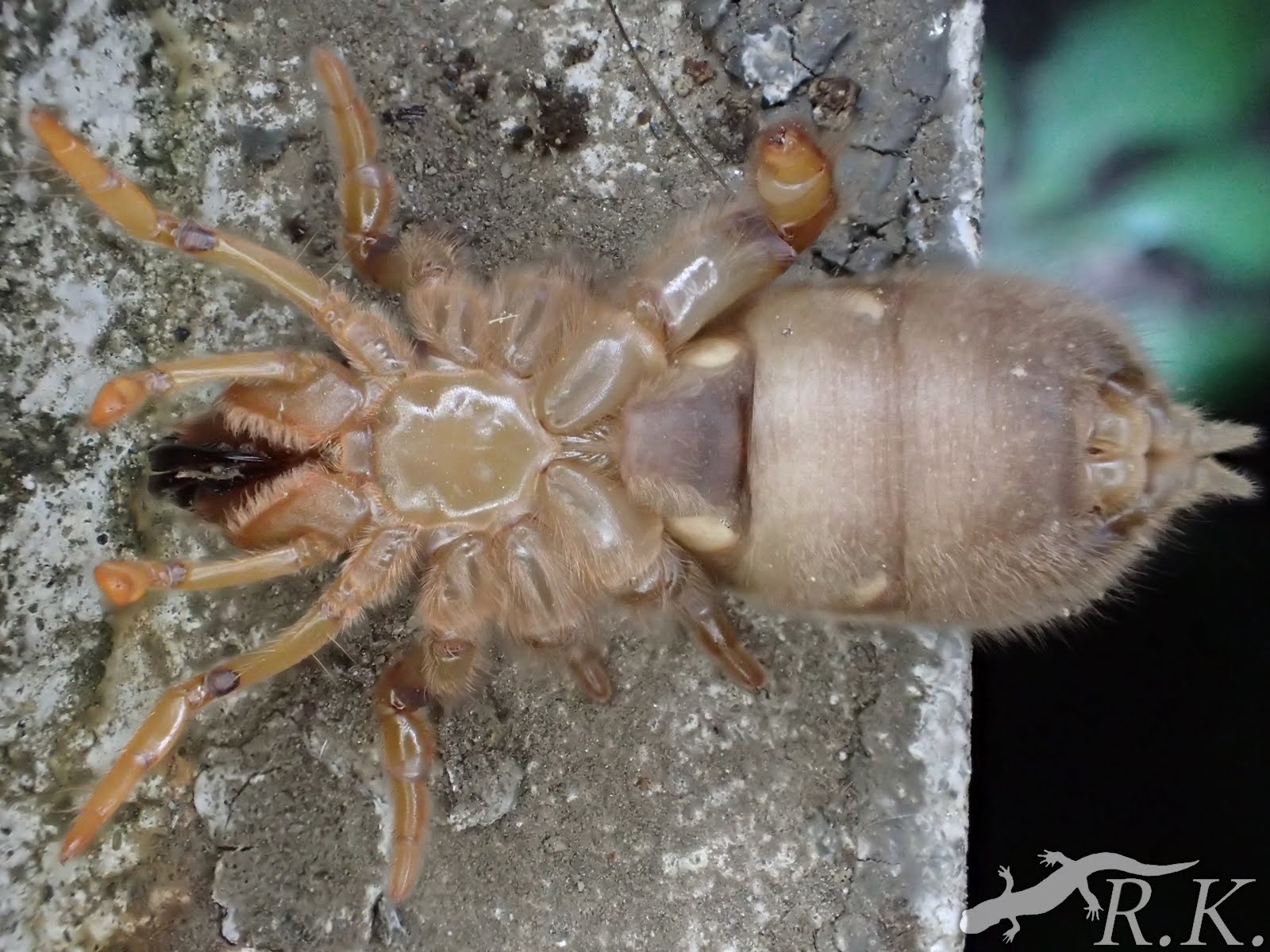 小さな隣人たちの世界: ワスレナグモ Calommata signata Karsch, 1879