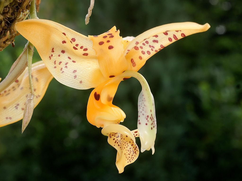 Stanhopea jenischiana care and culture | Travaldo's blog