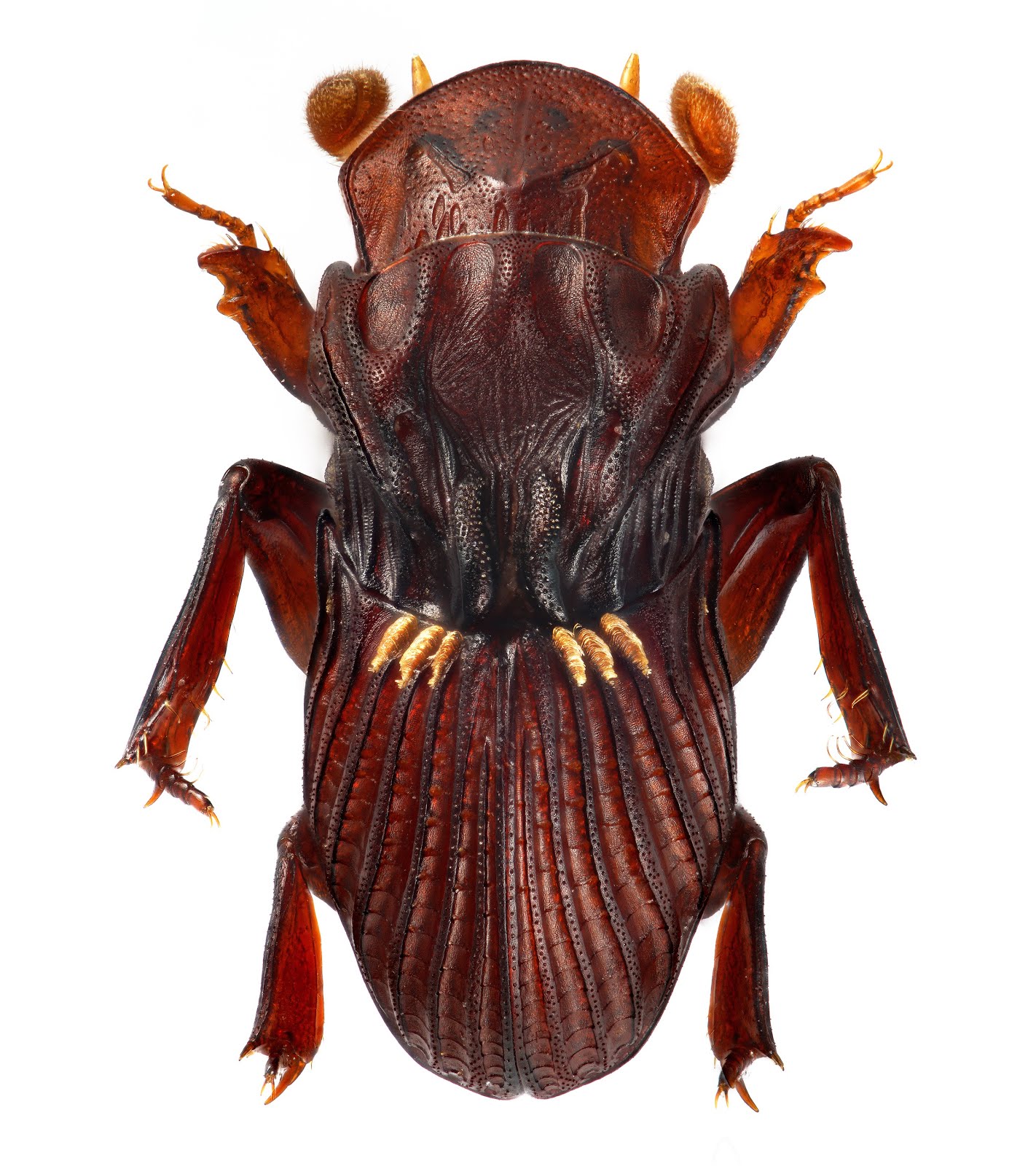 Species New to Science: [Entomology • 2020] Termitotrox icarus • A New ...