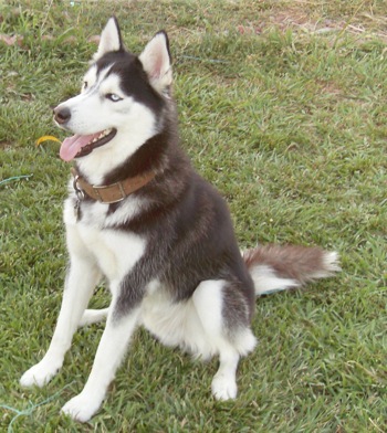 Cute&Cool Pets 4U: Siberian Husky Review and Pictures