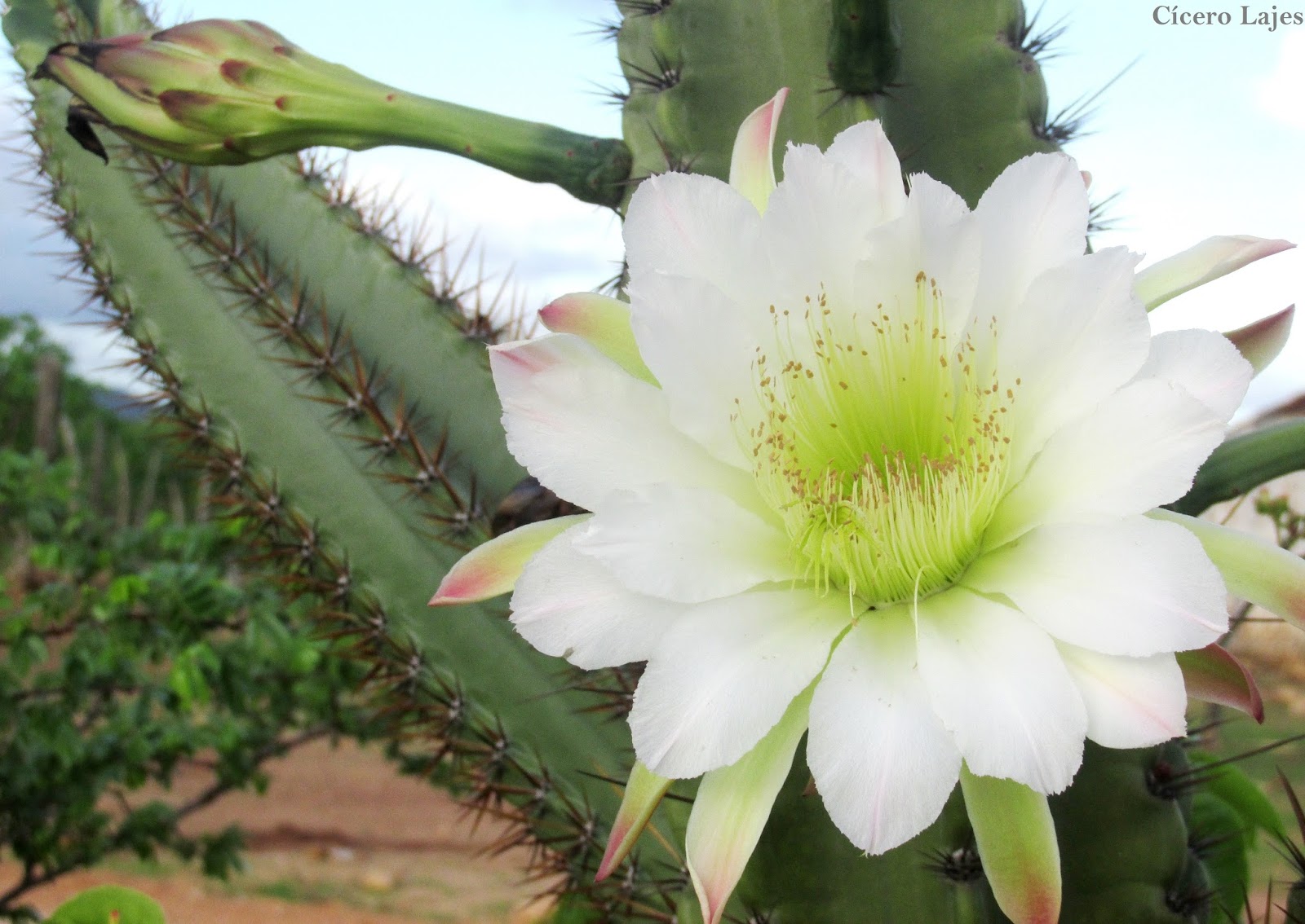 Cícero Lajes: PRESENTE DA NATUREZA: FLOR DO MANDACARU / CARDEIRO