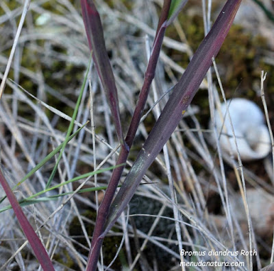 Menuda Natura: Bromus diandrus Roth
