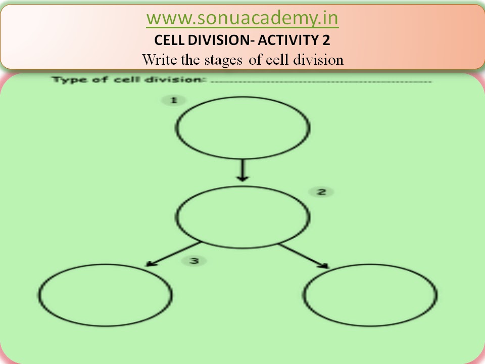 SONU ACADEMY: CELL DIVISION - ACTIVITY 2
