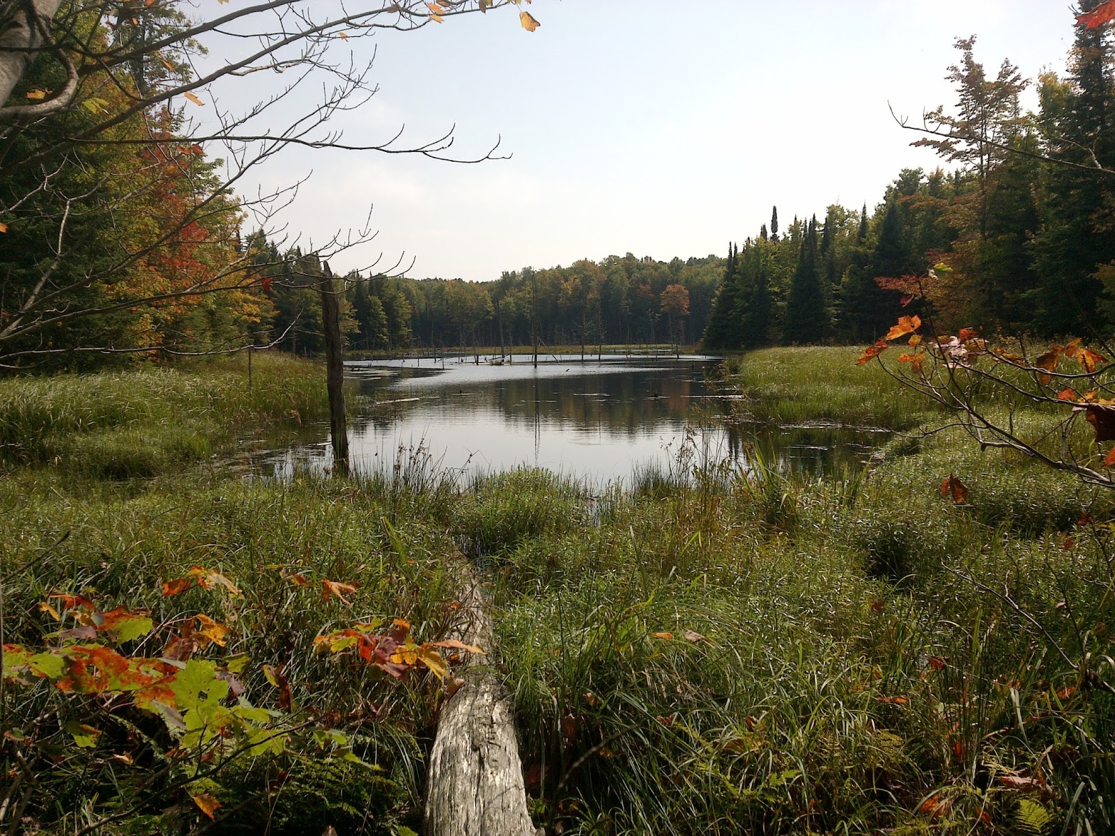 Heart and Sole: Ottawa National Forest - Trail among trees